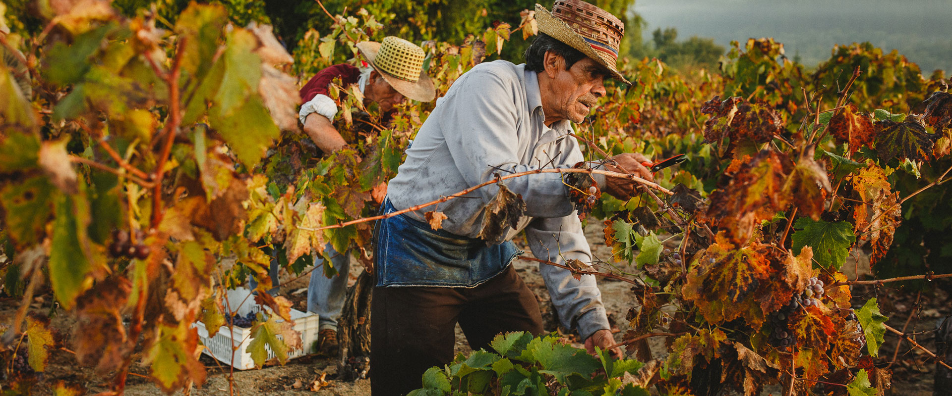 Tìm hiểu giống nho Riesling - Những bí mật của rượu vang Riesling tuyệt vời
