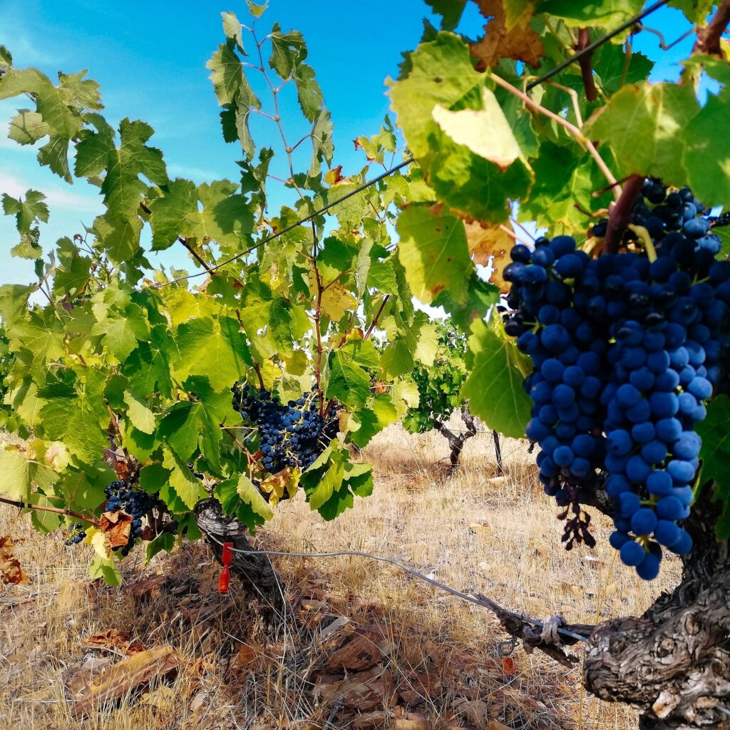 Tìm hiểu giống nho Riesling - Những bí mật của rượu vang Riesling tuyệt vời